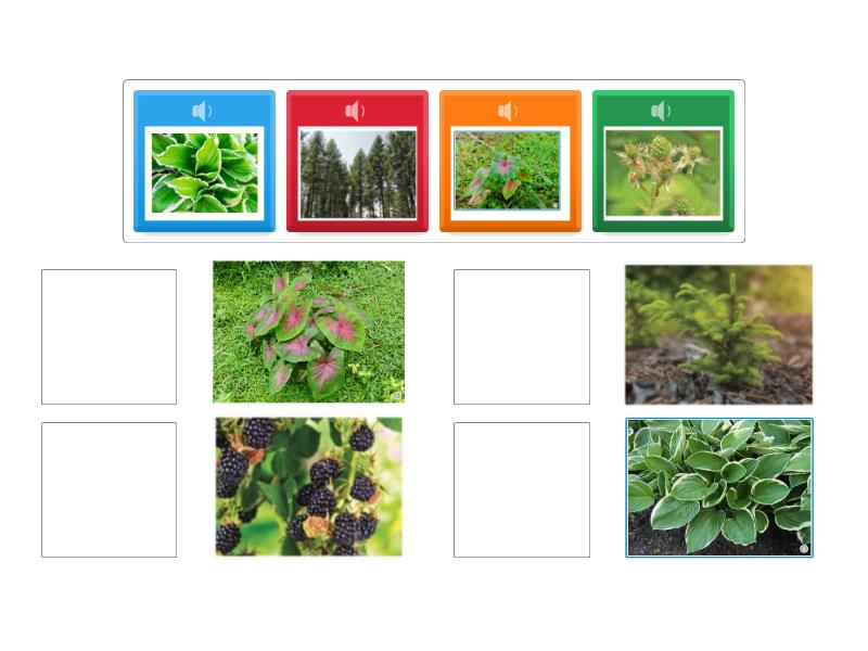 Unit 5 - Lesson 3: How do plants look like their parents (Compare Adult ...