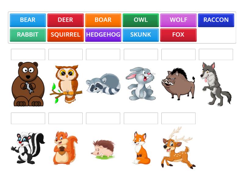 Forest Animals - Match up