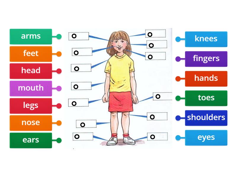 Body parts - Labelled diagram