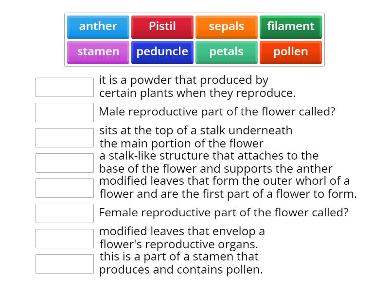 PARTS OF FLOWER QUIZ - Match up
