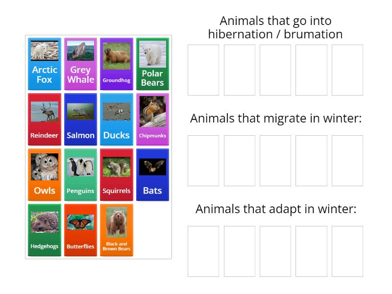 Animals in the Winter - Hibernate ? Migrate? Adapt? - Group sort