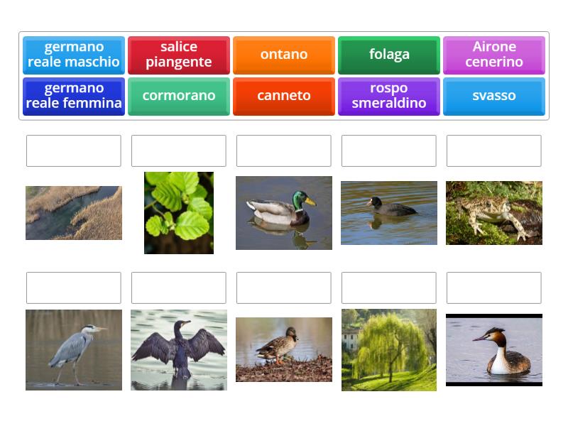 Flora e fauna fiume - Match up