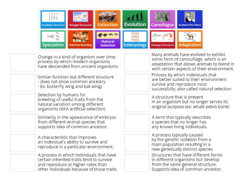 Evolution 8th Grade - Match up