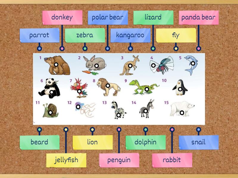 Animals - Labelled diagram