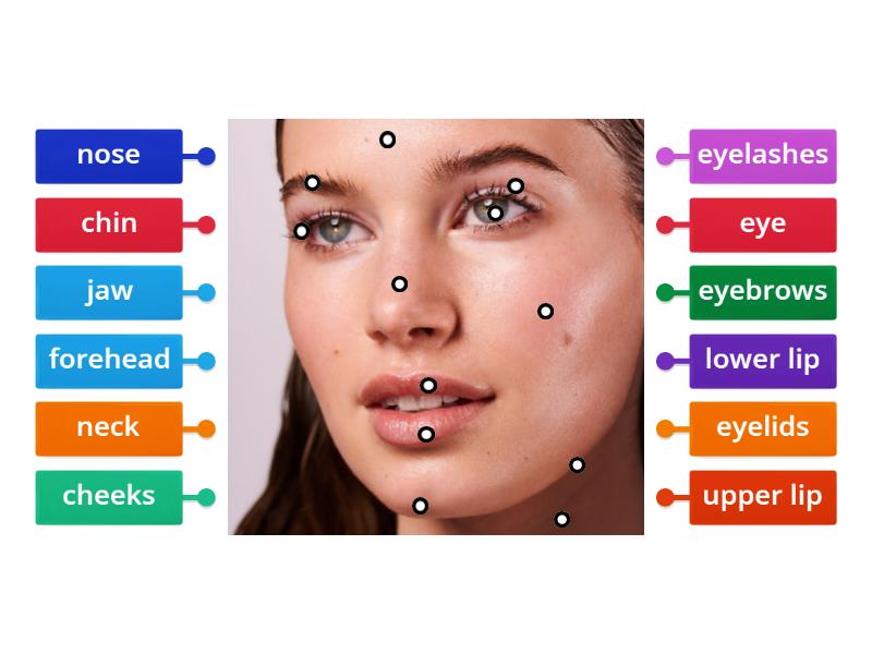 Parts of the face - Labelled diagram