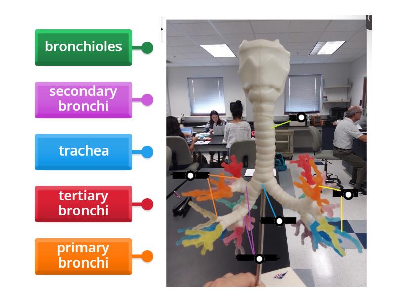 bronchial tree - Labelled diagram