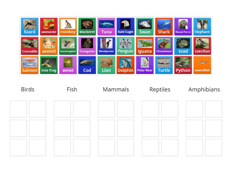 Animal Classification - Group sort
