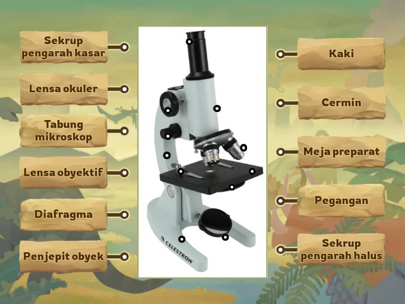 Mikroskop 81 - Labelled diagram