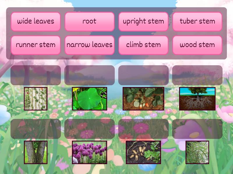 needs of the plant grade5 - Match up