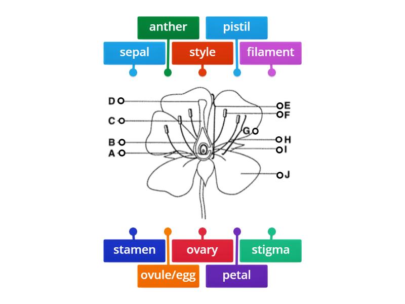 Parts of a Flower - Labelled diagram