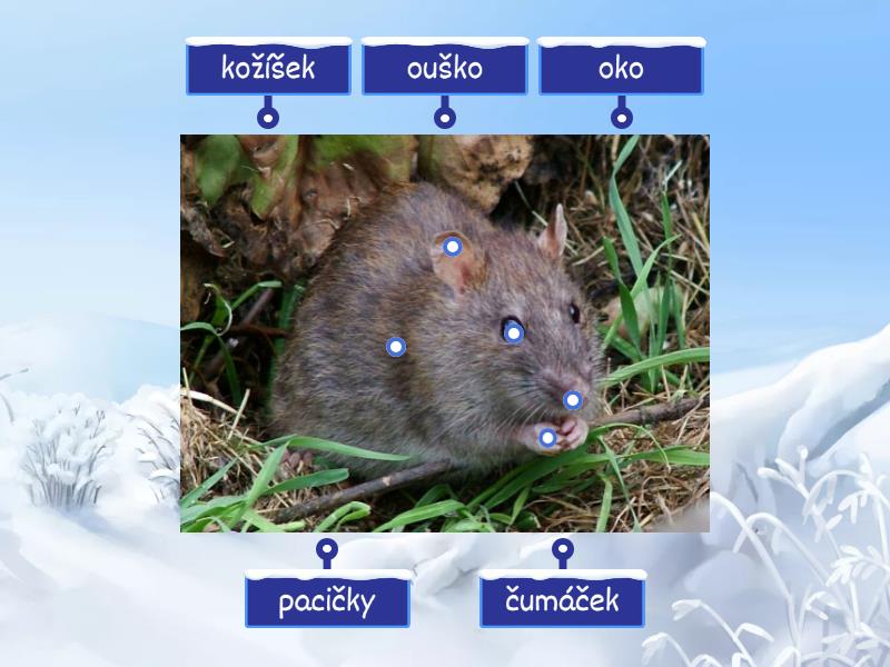 potkan - Labelled diagram