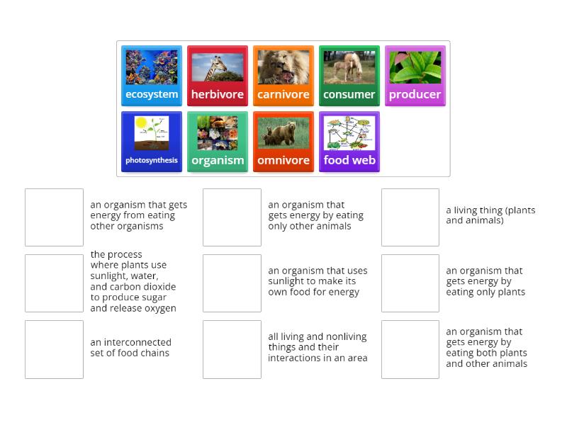 Producers, Consumers, Food Webs - Match up