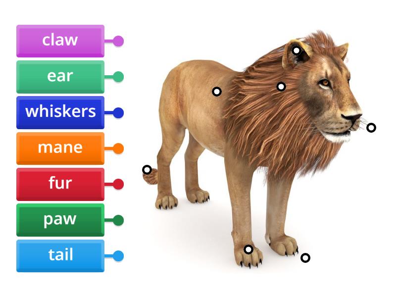 3. Label the lion - Labelled diagram