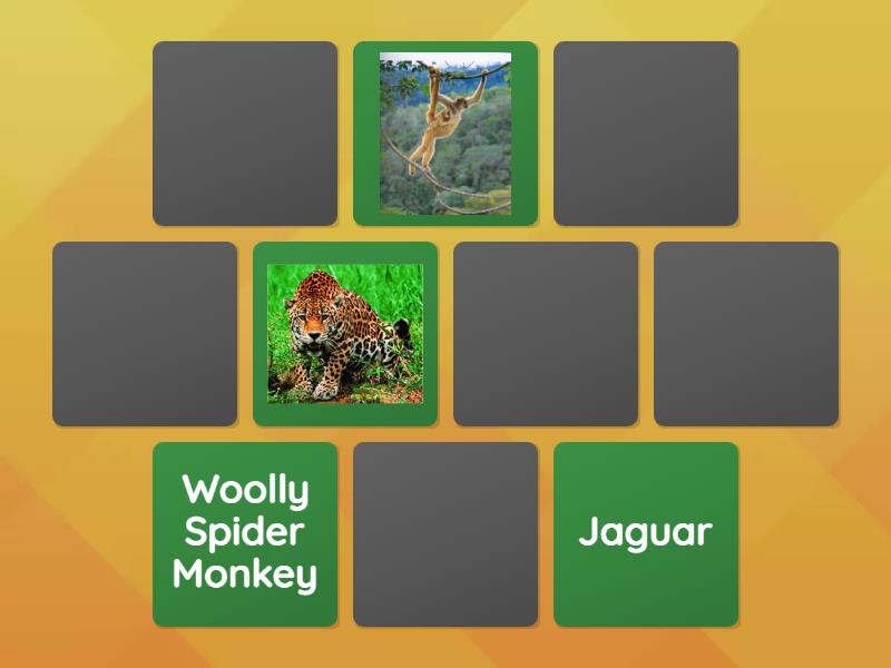 Rainforest memory game - Matching pairs