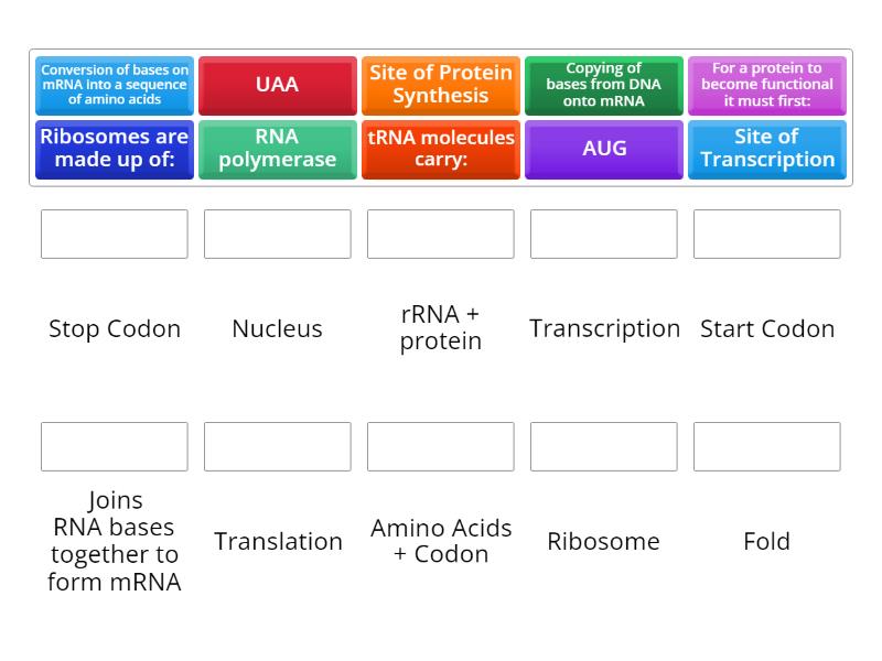 6th Year Biology - Protein Synthesis - Match up