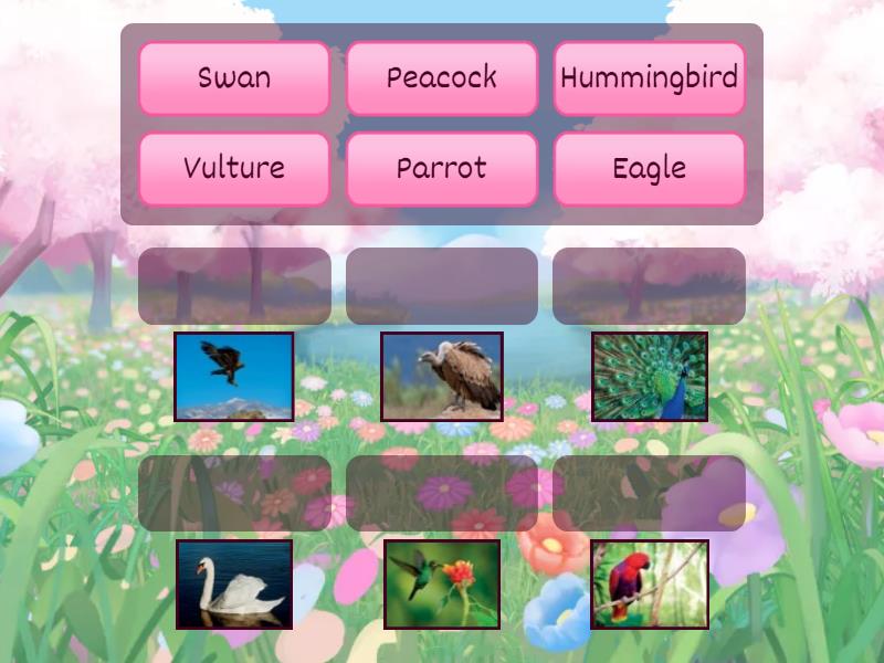 Unit 4 - Exploring 4 (Birds) - Match up