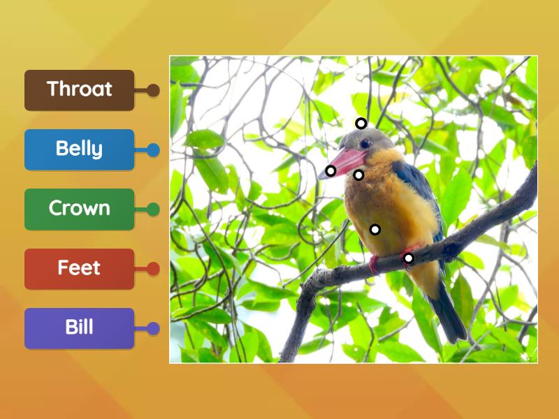 Parts of a Bird - Labelled diagram