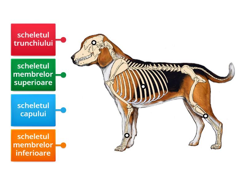 Scheletul unui animal clasa 1 - Labelled diagram