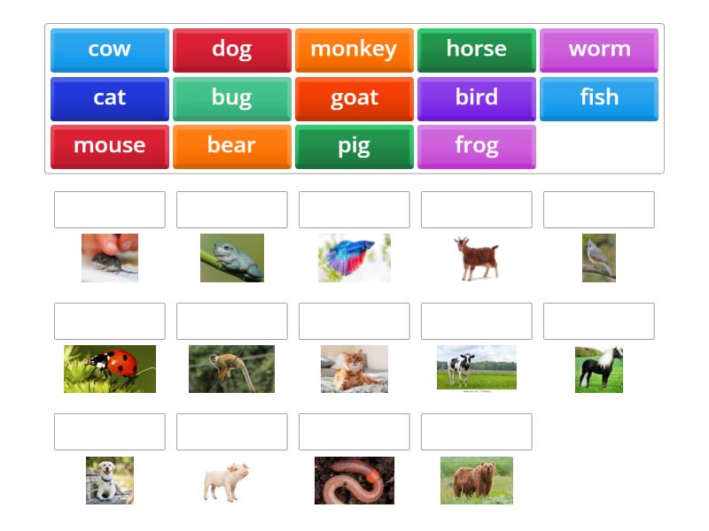 Animals BGC - Match up