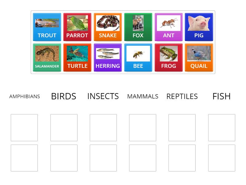 ANIMAL CLASSIFICATION - Group sort