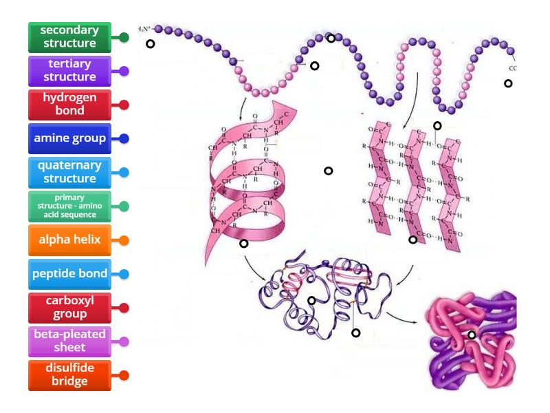 Protein structure - Labelled diagram