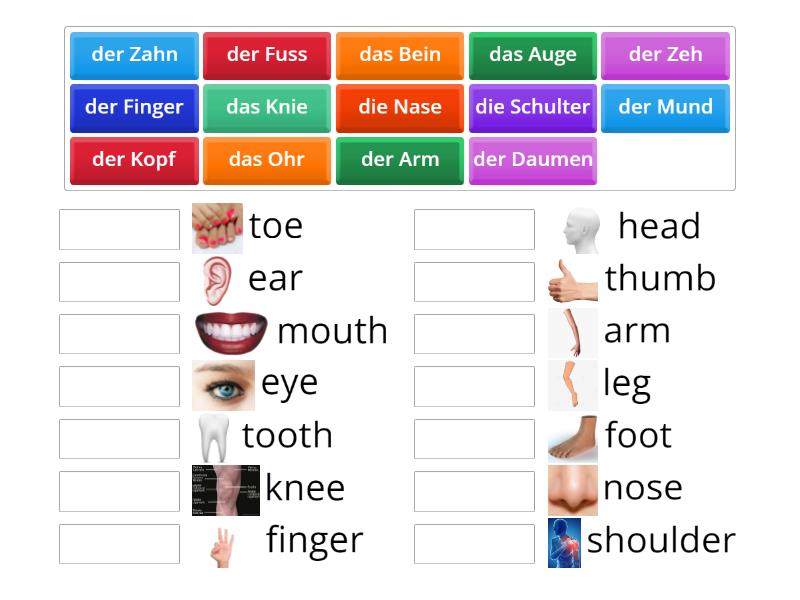 Korperteile - Body Parts - Match up