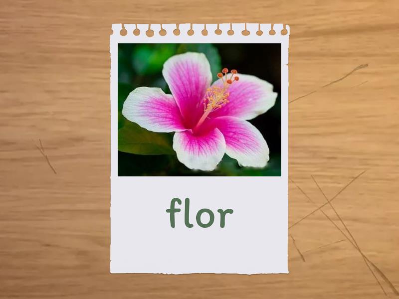 The Natural World - Flash cards