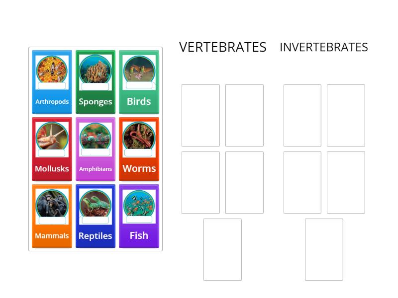 VERTEBRATES AND INVERTEBRATES - Group sort