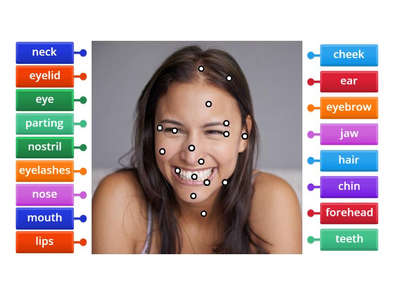 Face parts - Labelled diagram