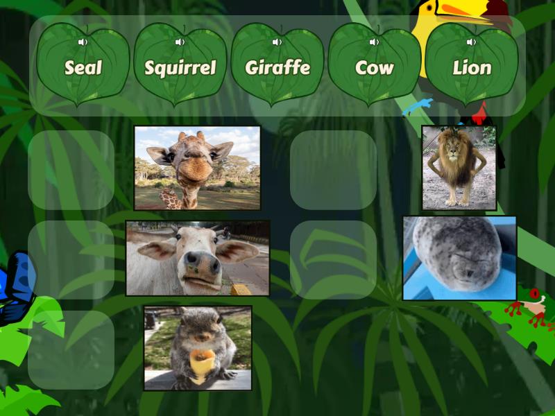 Match the Animals! - Match up