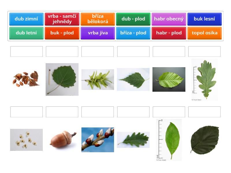 Př 7 - dvouděložné - stromy - Match up