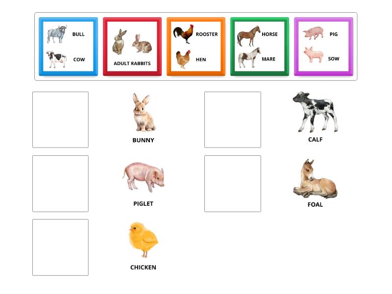 FARM ANIMALS FAMILIES - Match up