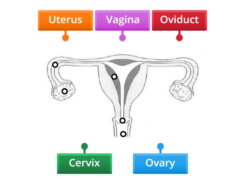 LSS: Female human reproductive system I - Labelled diagram