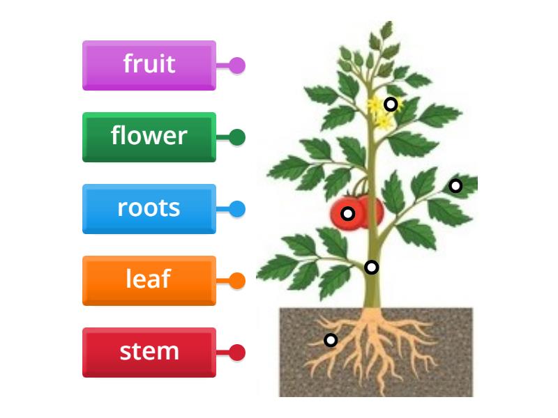 Plant - Labelled diagram