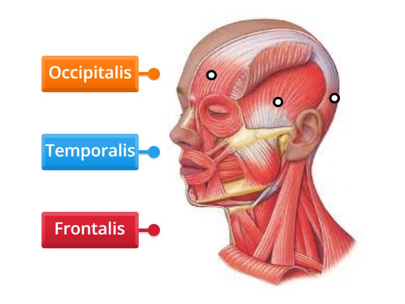 Muscles of the Face - Labelled diagram