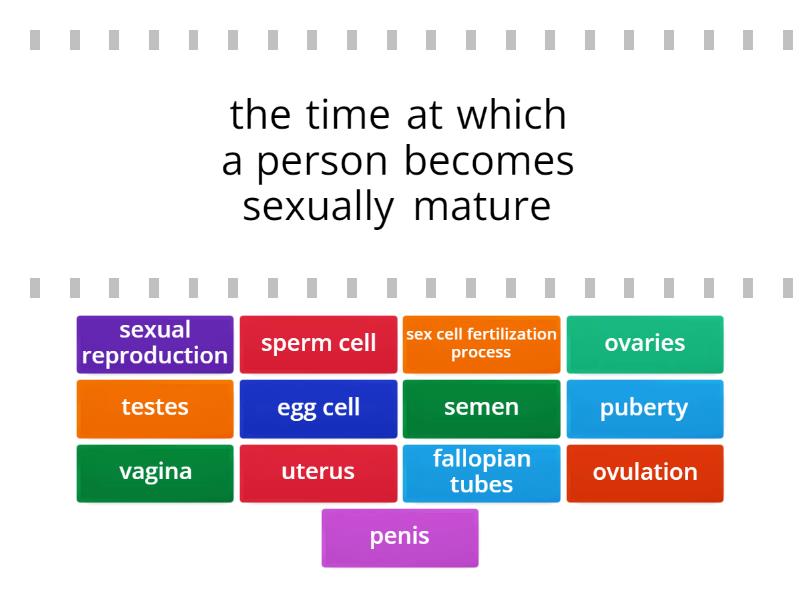 health-reproductive system - Find the match