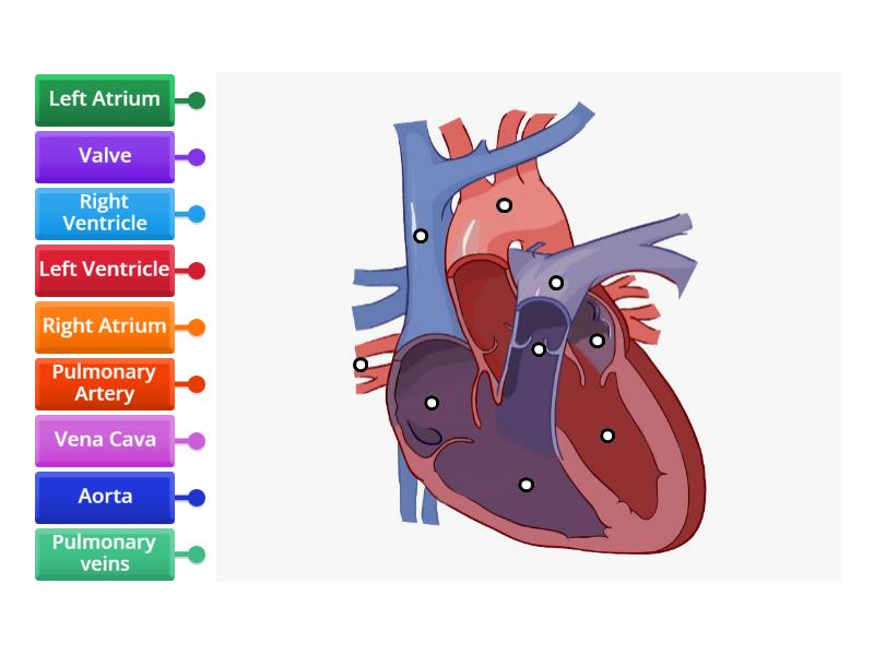 label the heart - Labelled diagram