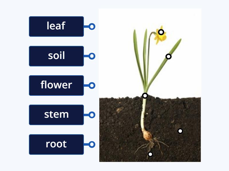 Label a plant - Labelled diagram
