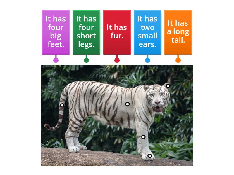 Animal Body Parts ~ A Tiger - Labelled diagram