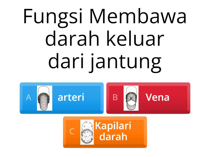 Banding beza arteri, vena dan kapilari darah - Quiz