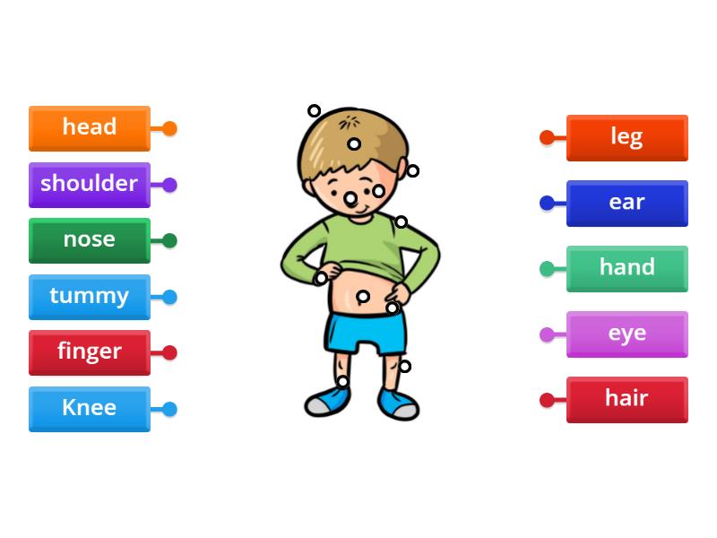 Body parts - Labelled diagram