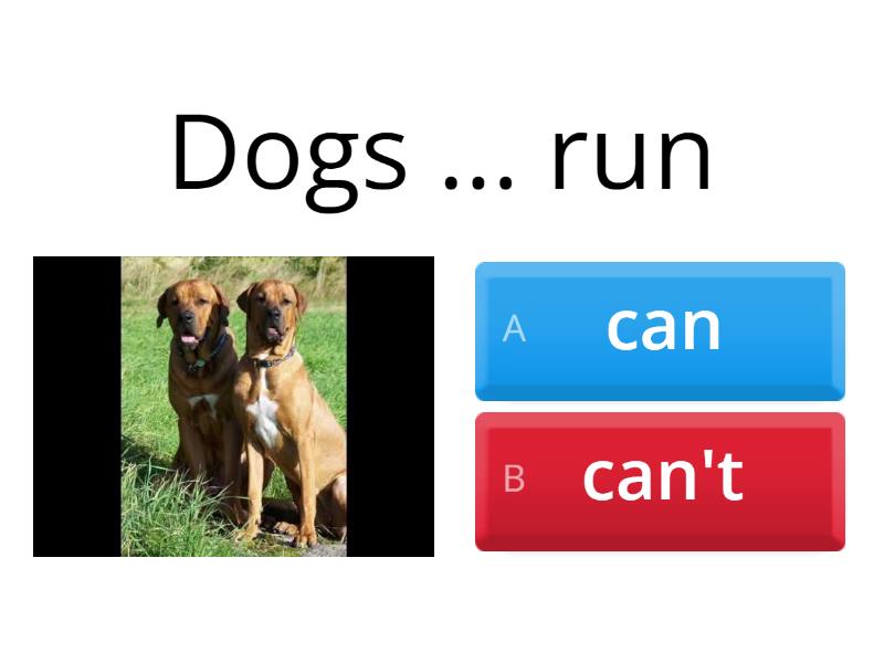 AS1 U5 Can/Can't - Quiz