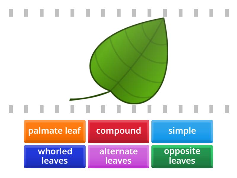 Plant leaf identification - Find the match