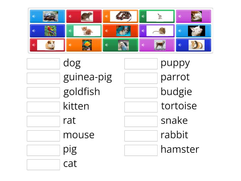 Pets Magic box 2 - Match up