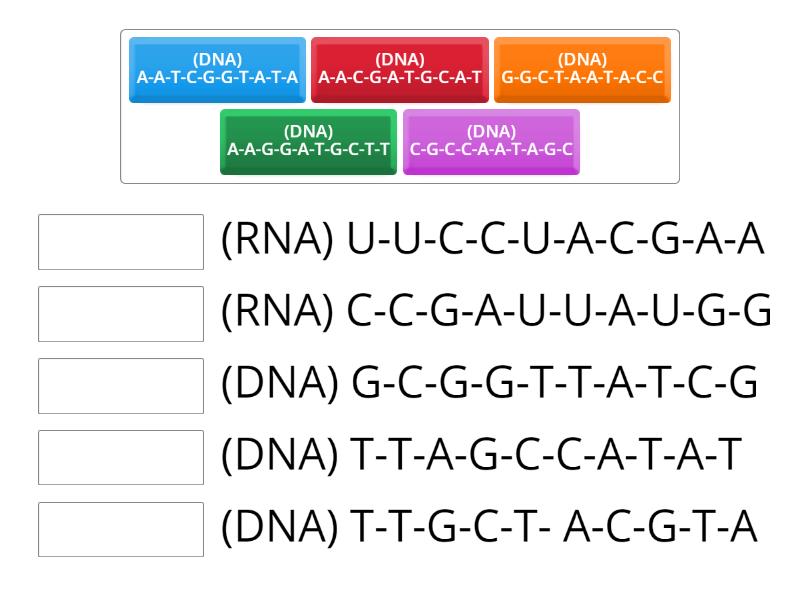 BASES NITROGENADAS (DNA E RNA) - Associação