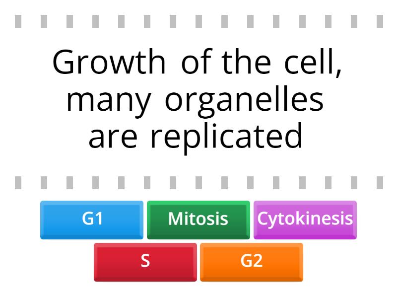 Stages of the cell cycle - Find the match