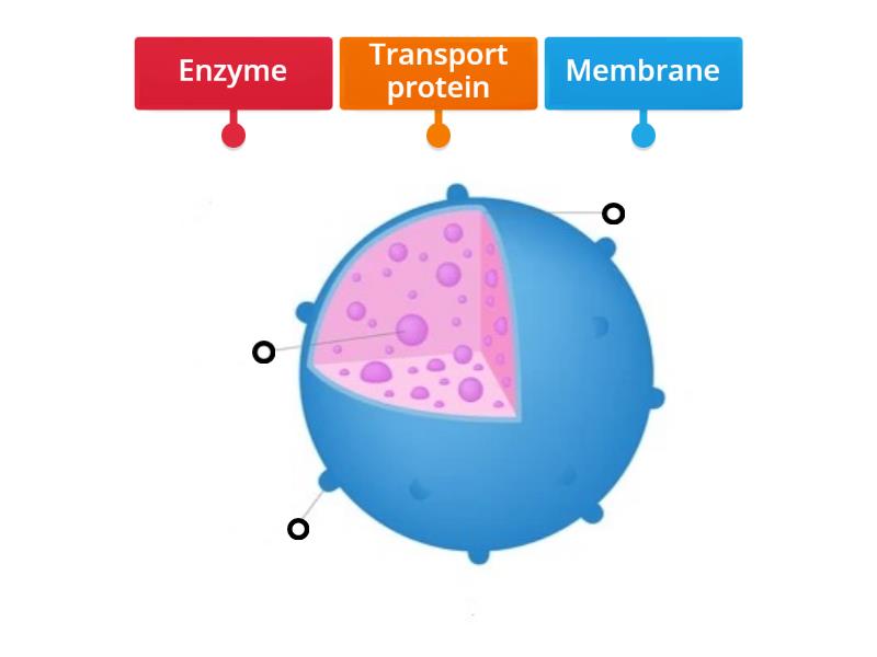 Lysosome - Labelled diagram