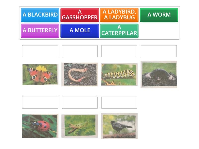Meadow animals - Match up