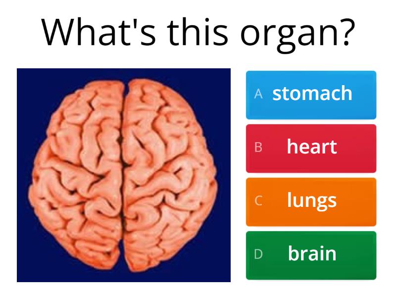Organs - Quiz