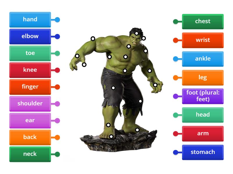 Hulk: Parts of the body - Labelled diagram